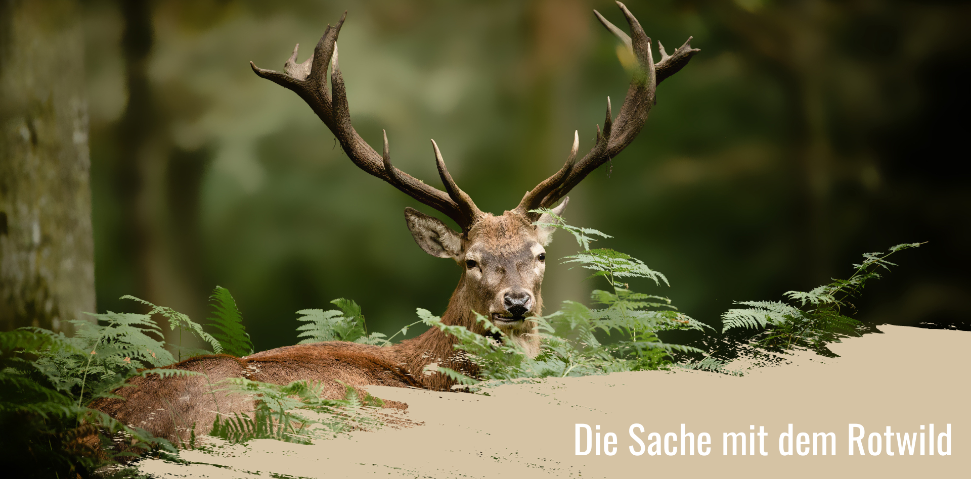 Die Sache mit dem Rotwild